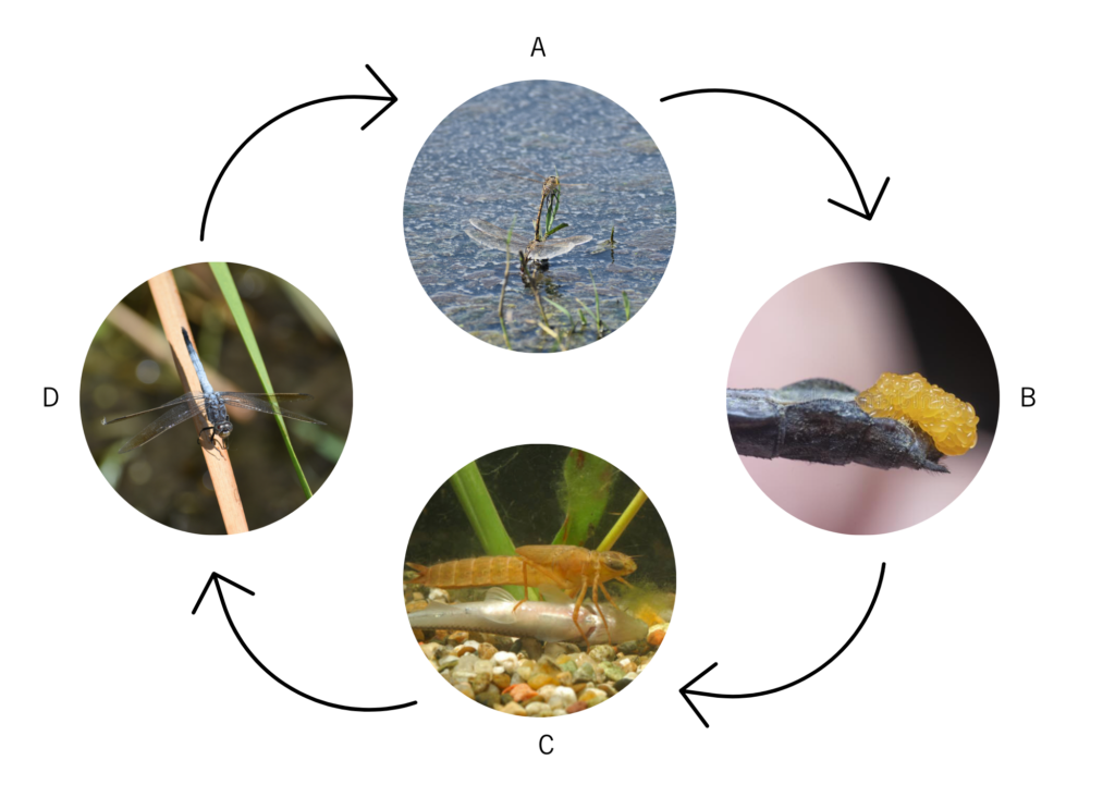 Issue 34 The Lifecycle of Marranii-maa (Dragonflies) – 2rog